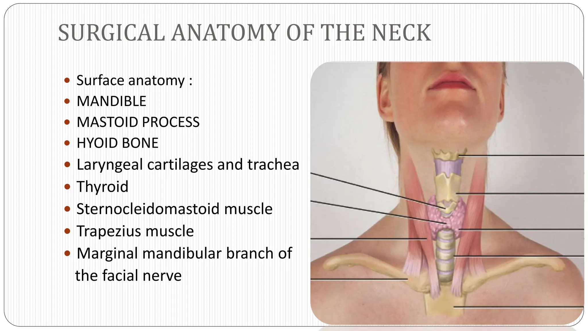 NECK SPACE AND LYMPHATIC SYSTEM.pptx