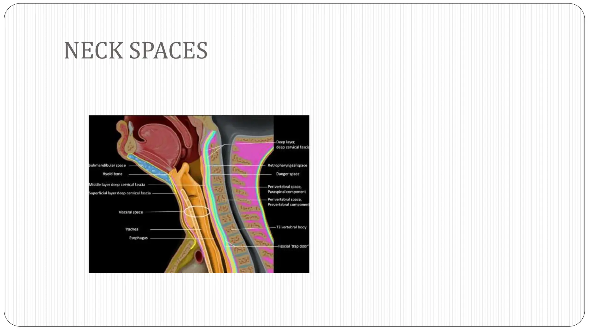 NECK SPACE AND LYMPHATIC SYSTEM.pptx