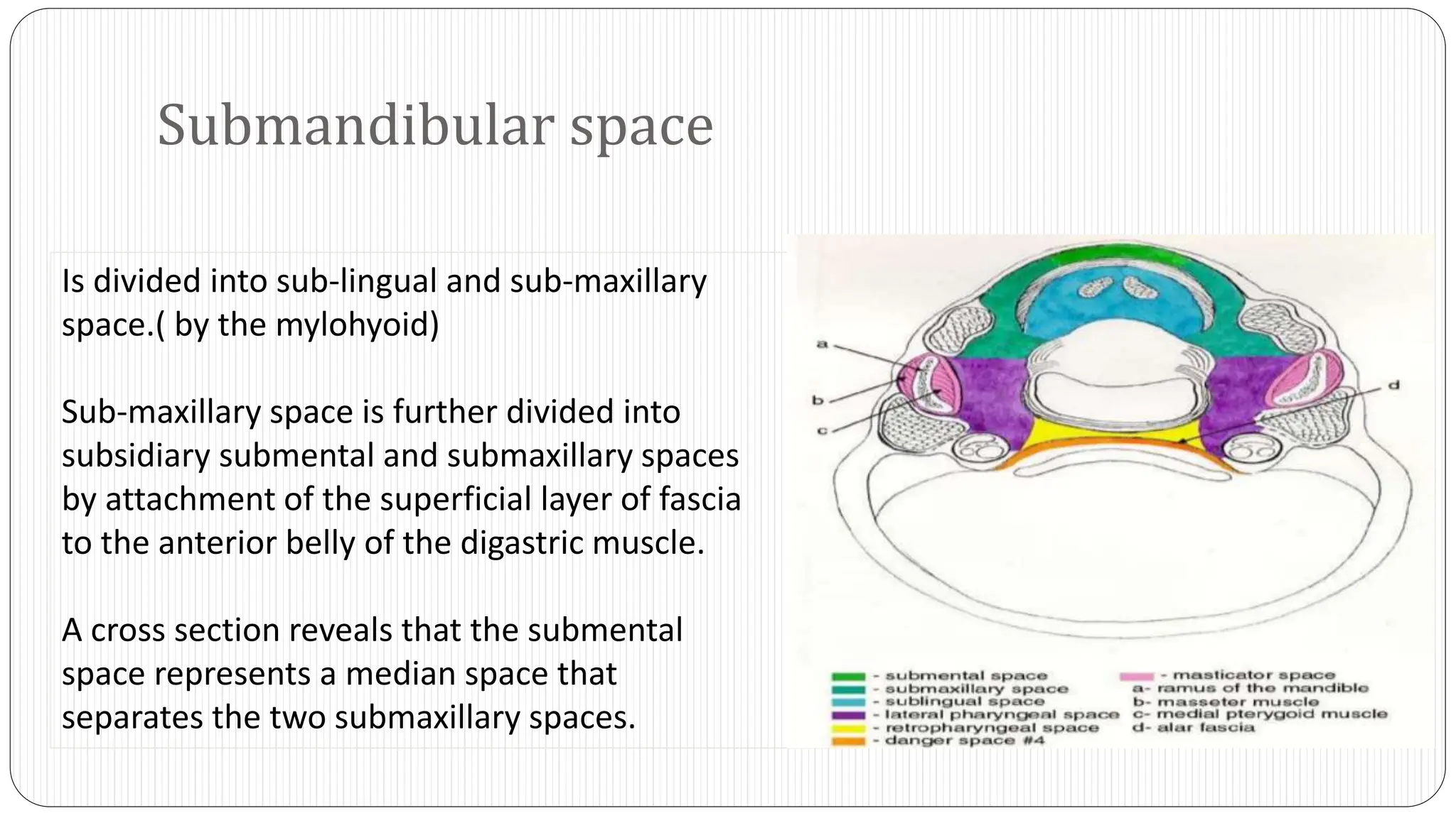 NECK SPACE AND LYMPHATIC SYSTEM.pptx