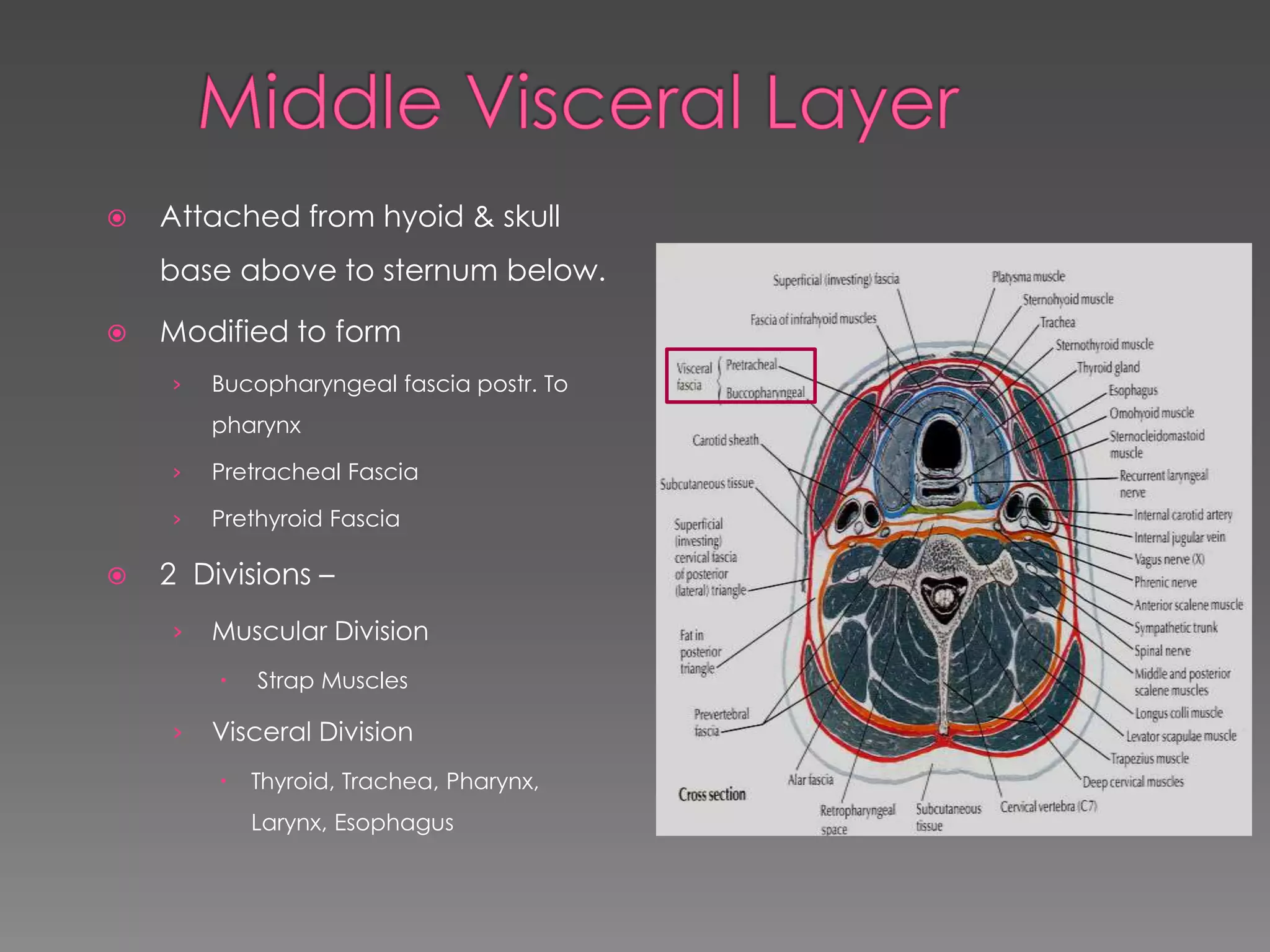 Anatomy of Neck spaces & Infections | PPSX