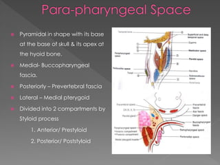 Anatomy of Neck spaces & Infections | PPSX