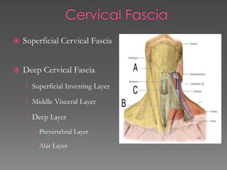 Anatomy of Neck spaces & Infections | PPSX