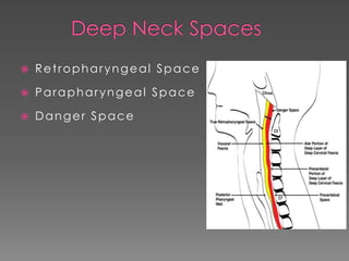 Anatomy of Neck spaces & Infections | PPSX