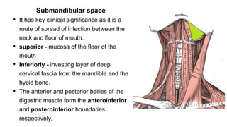 Neck spaces (1).pptx