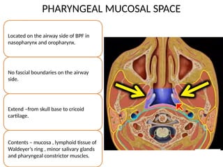 Radiological Anatomy of Neck Spaces with their clinical significance | PPTX