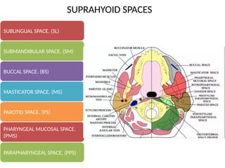 Radiological Anatomy of Neck Spaces with their clinical significance | PPTX
