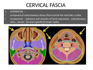 Radiological Anatomy of Neck Spaces with their clinical significance | PPTX