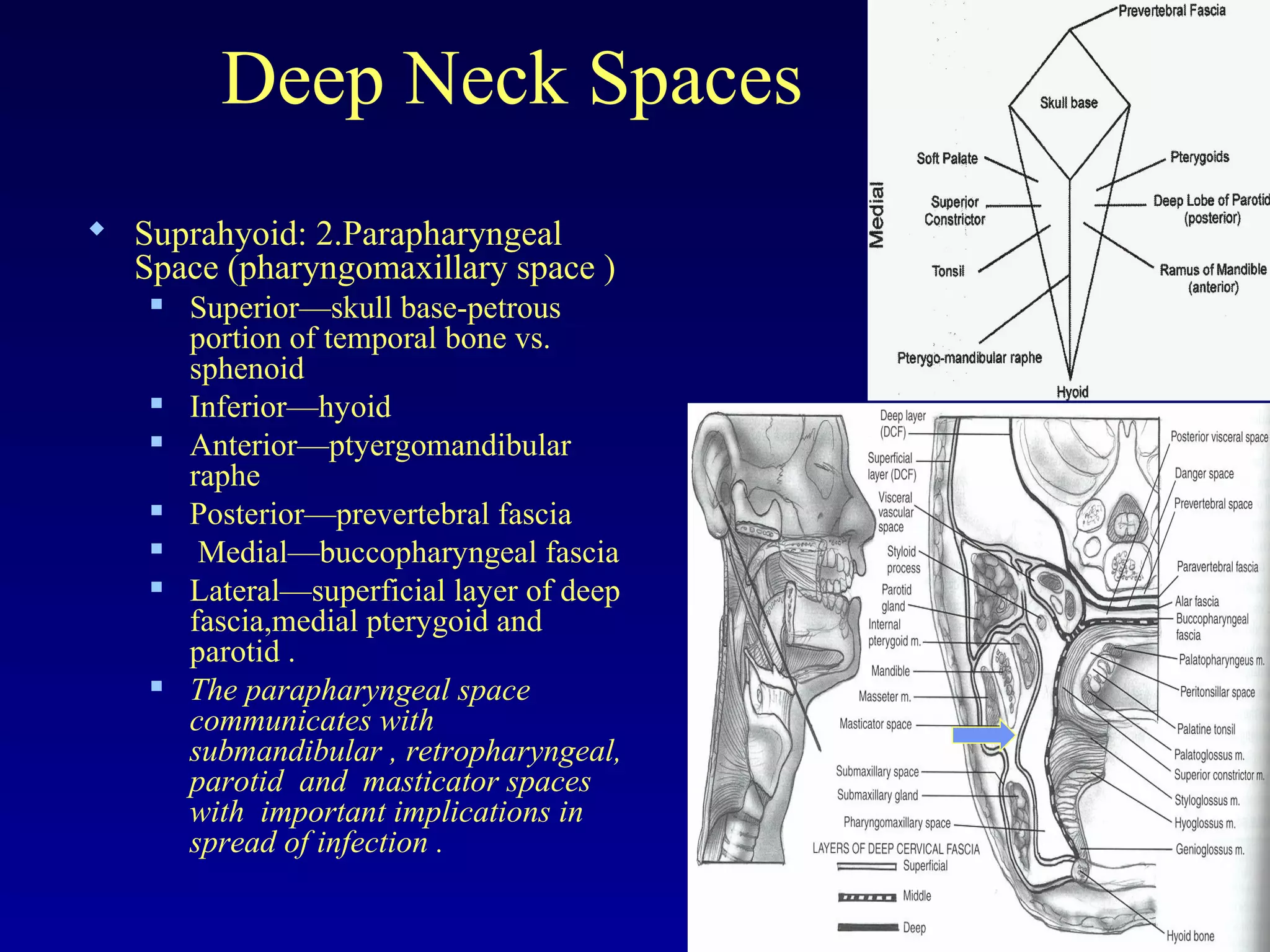 Neck spaces anatomy and infections | PPT