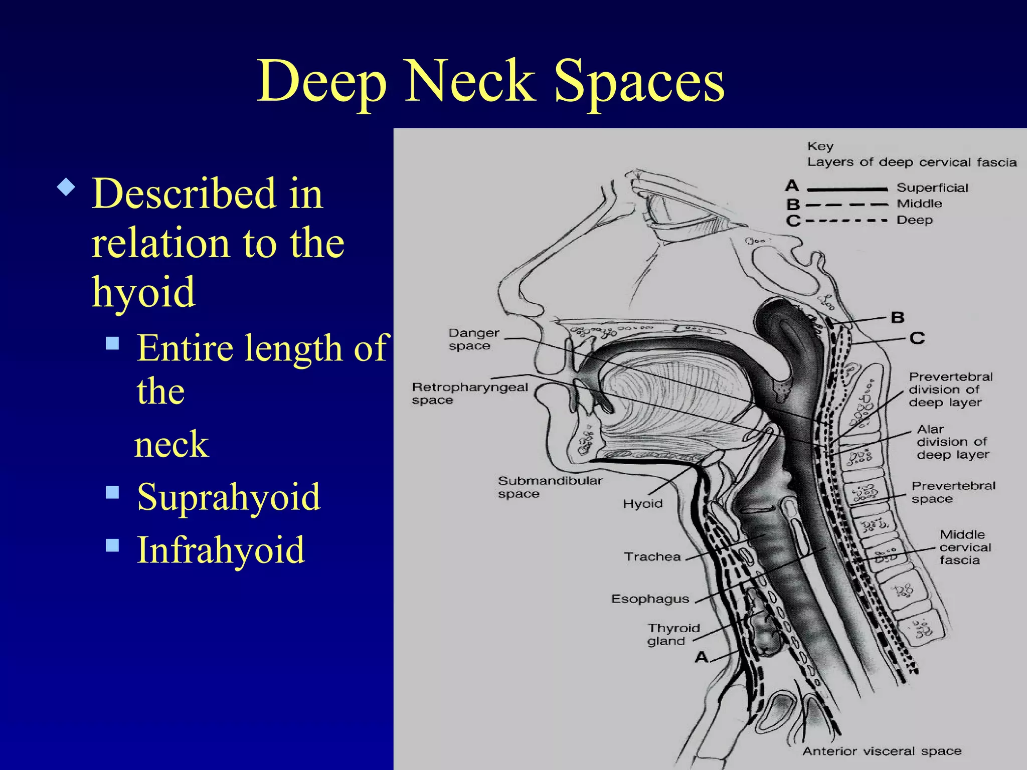 Neck spaces anatomy and infections | PPT