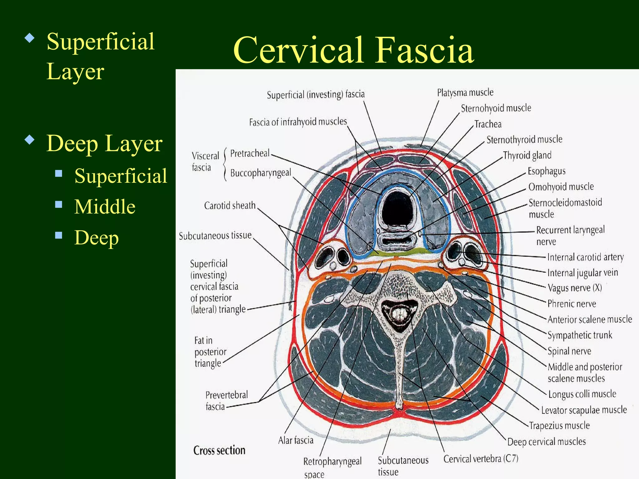 Neck spaces and mediastinum | PPT