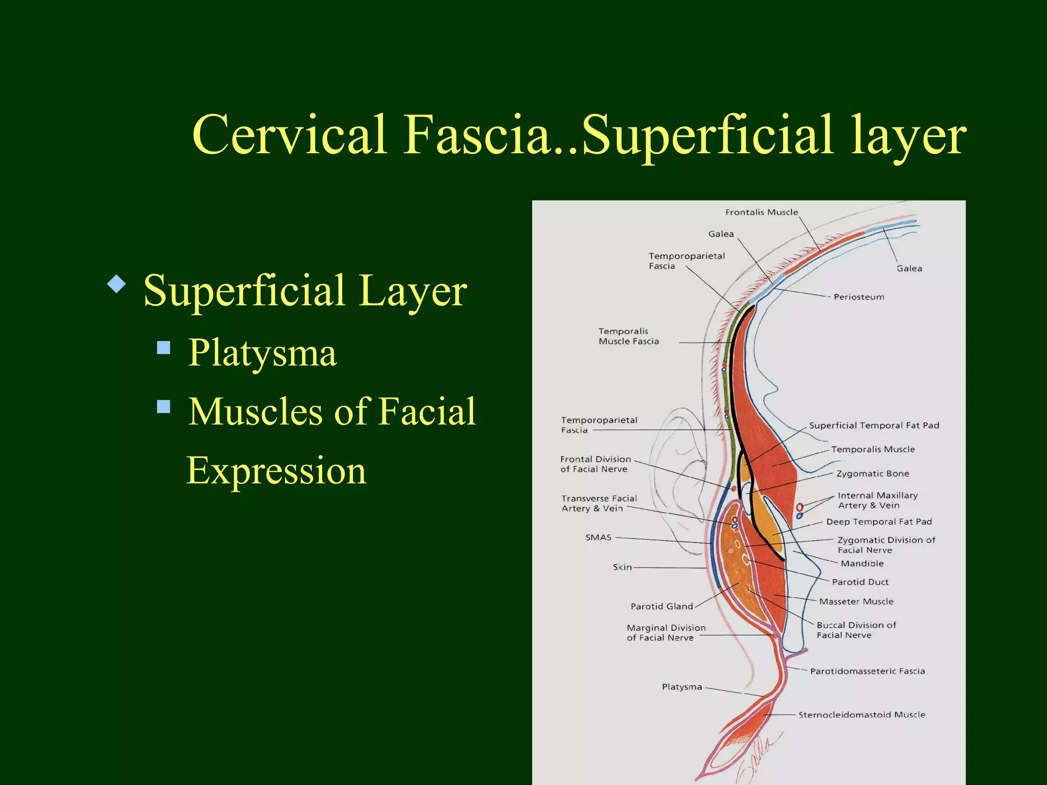 Neck spaces and mediastinum | PPT