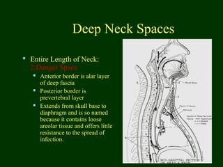 Neck spaces and mediastinum | PPT