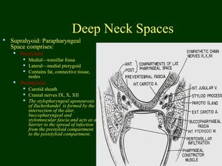 Neck spaces and mediastinum | PPT