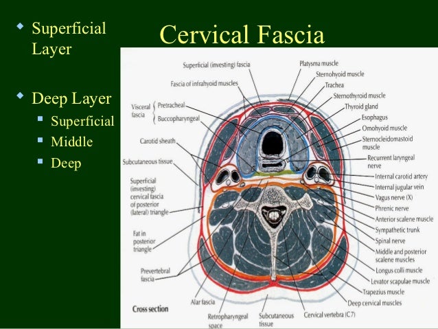 Neck spaces and mediastinum