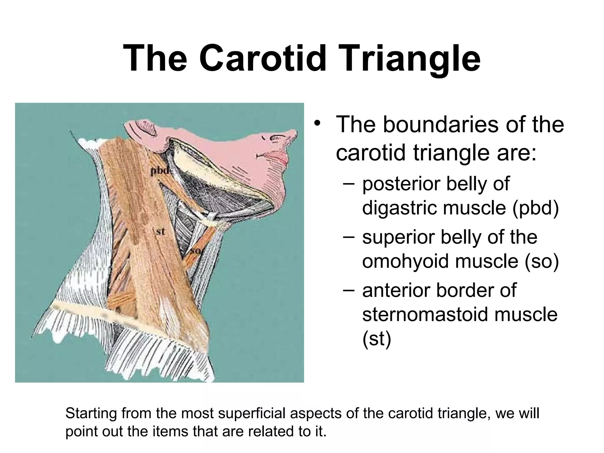 Neck triangles anatomy | PPT