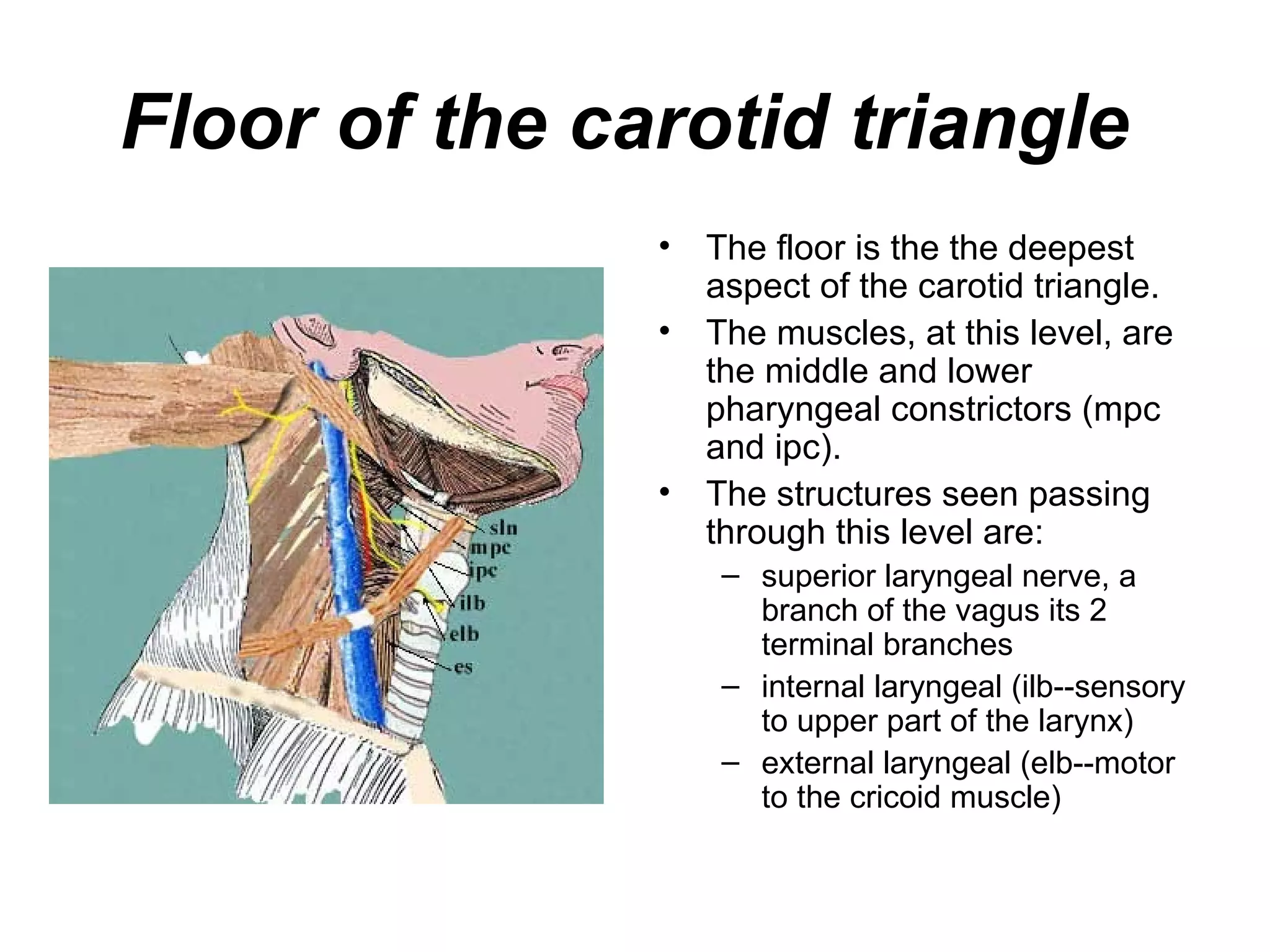 Neck triangles anatomy | PPT