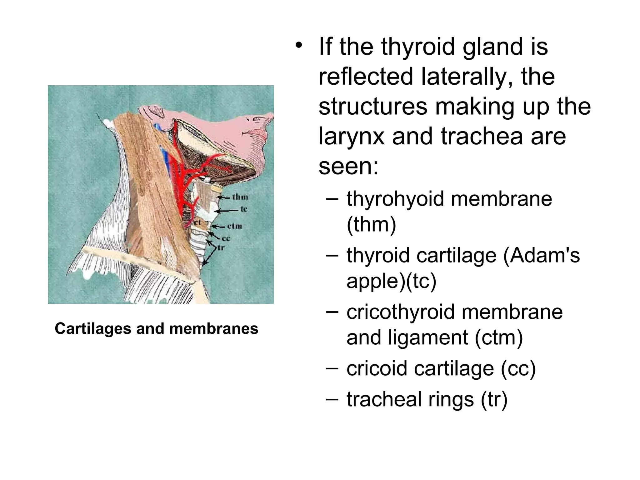Neck triangles anatomy | PPT