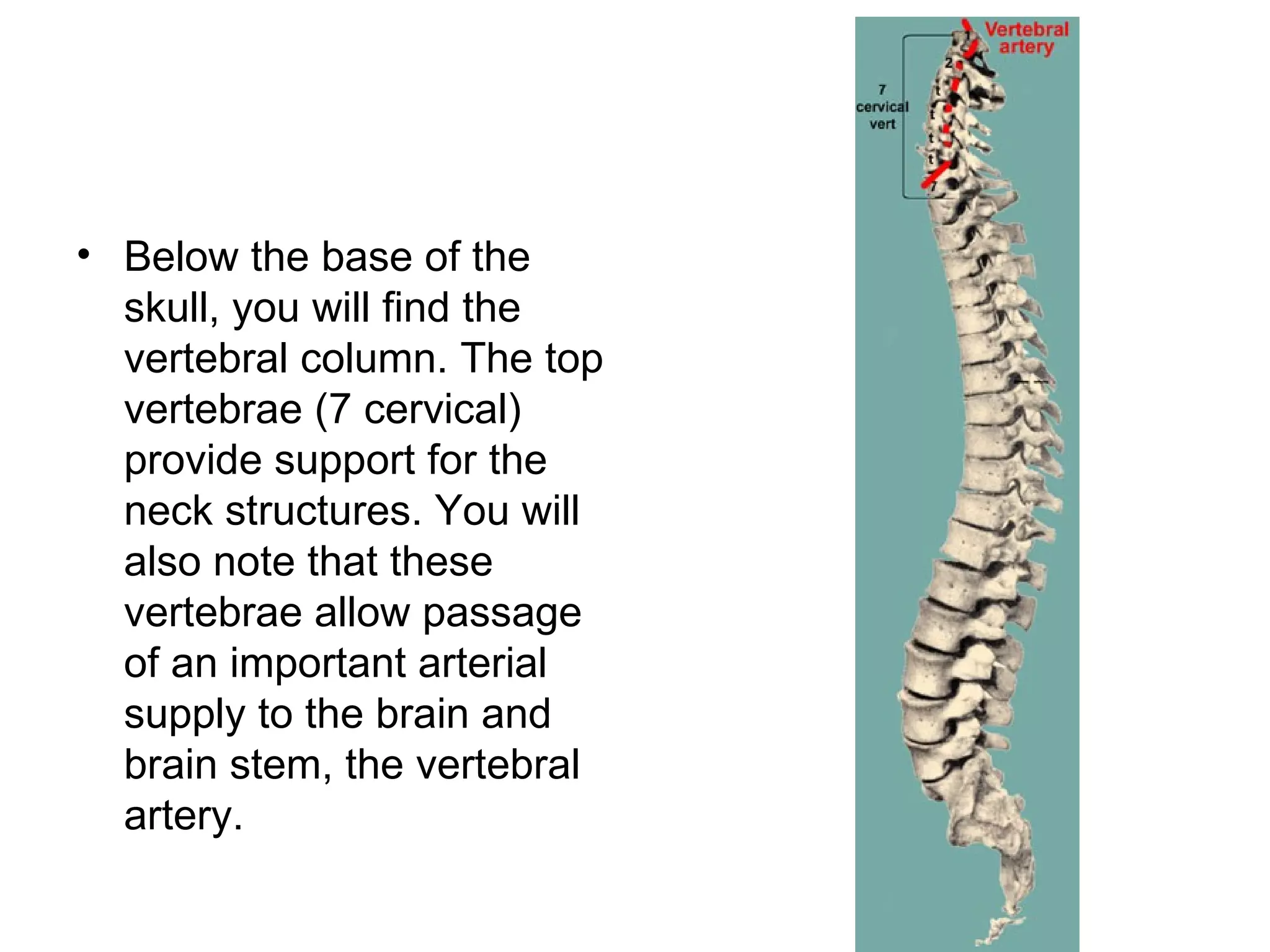 Neck triangles anatomy | PPT