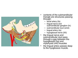 Neck triangles anatomy | PPT