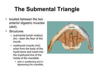 Neck triangles anatomy | PPT
