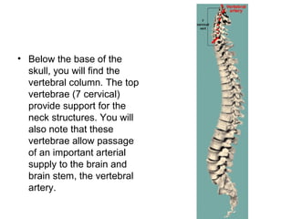 Neck triangles anatomy | PPT