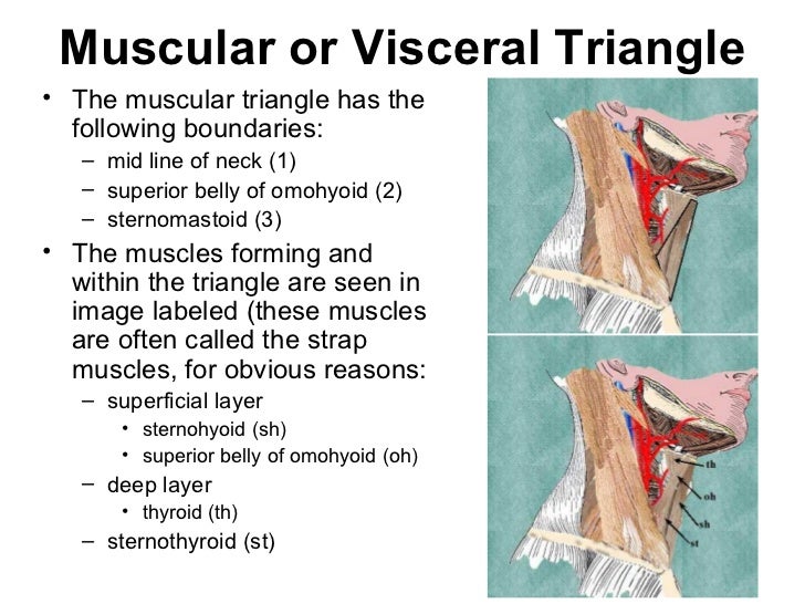 Neck triangles anatomy