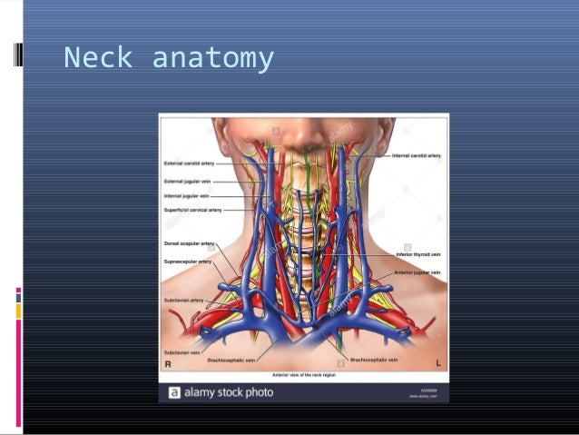 VASCULAR INJURIES OF THE NECK PRE CONGRESS WORKSHOP ACS JOEL ARUDCHEL…