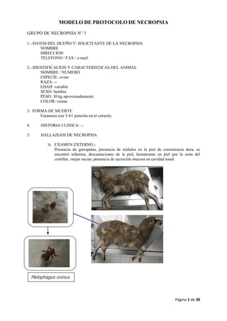 Necropsia Animal