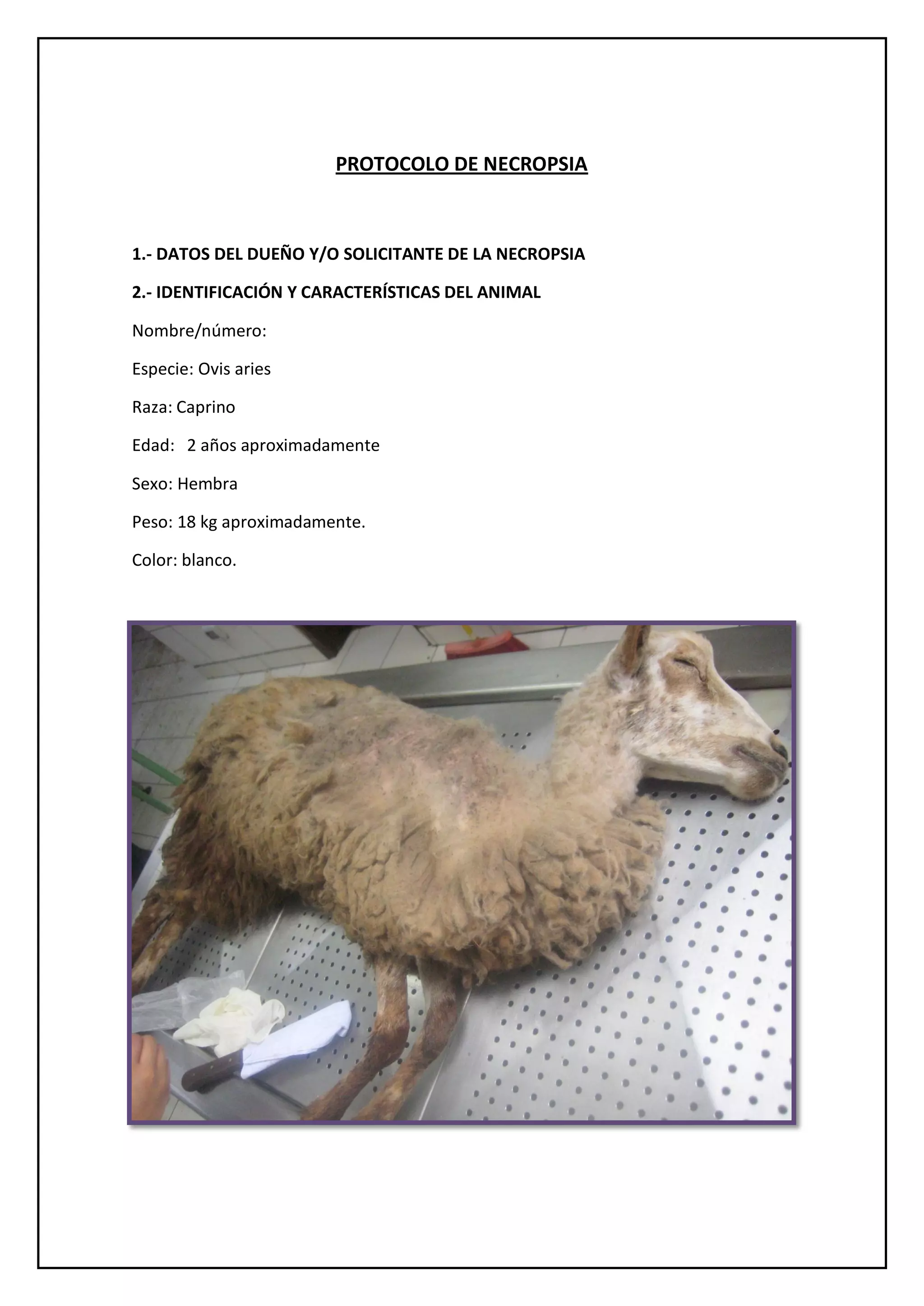 Necropsia de ovino con cirrosis hepatica y granulomas parasitarios en ...