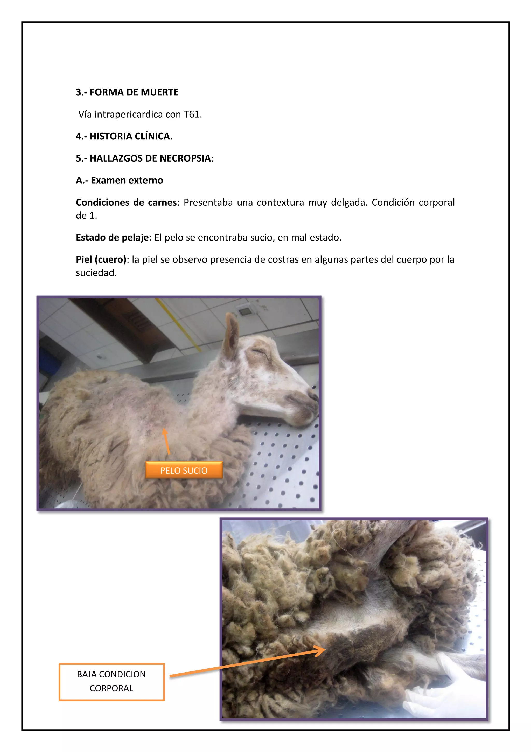 Necropsia de ovino con cirrosis hepatica y granulomas parasitarios en ...