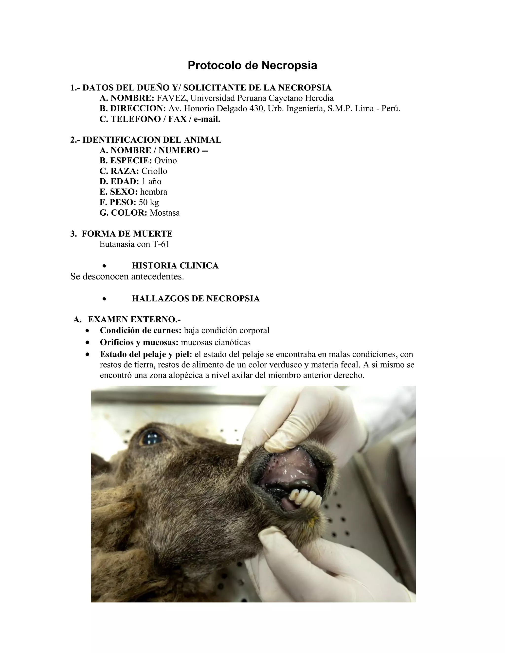 Necropsia de ovino con thisanosoma | PDF
