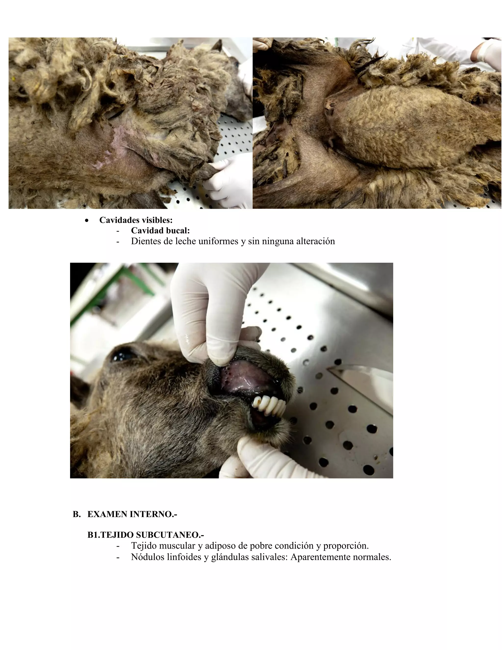 Necropsia de ovino con thisanosoma | PDF | Digestive Disorders ...