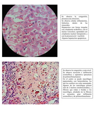 Necropsia de ovino con thisanosoma | PDF