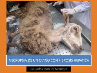 Necropsia de un ovino con cirrosis hepática | PPTX