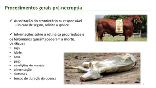 necropsia em bovinos_mariana araújo | PPTX