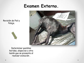 Necropsia en Ovino, realizada por alumnos de UNESUR | PPTX