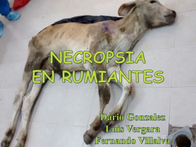 Necropsia en bovinos | PPT