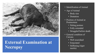 Necropsy kit | PPTX