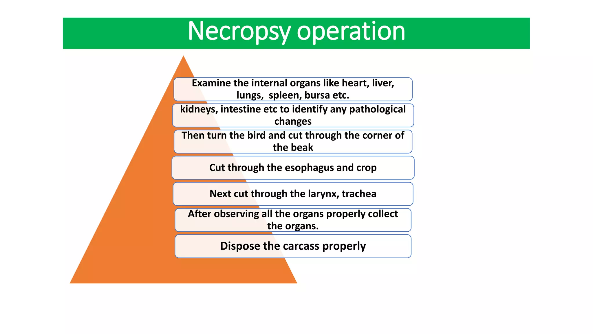 Necropsy Of Poultry (procedure).pptx