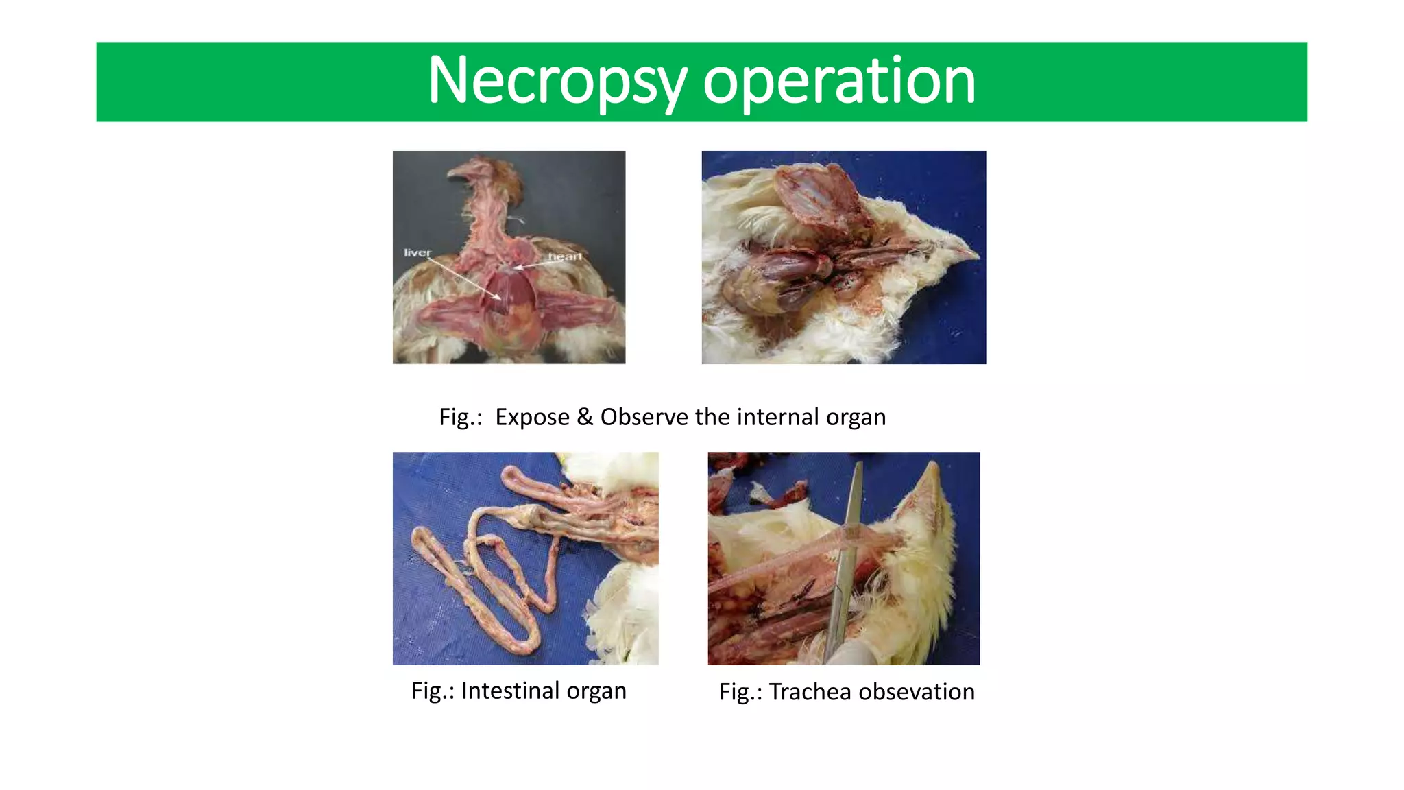 Necropsy Of Poultry (procedure).pptx