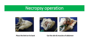 Necropsy Of Poultry (procedure).pptx