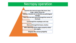 Necropsy Of Poultry (procedure).pptx