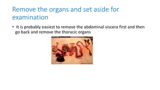 Necropsy Of Poultry (procedure).pptx