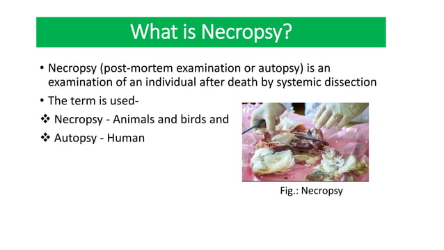 Necropsy Of Poultry (procedure).pptx | Medical Health