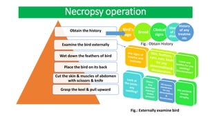 Necropsy Of Poultry (procedure).pptx