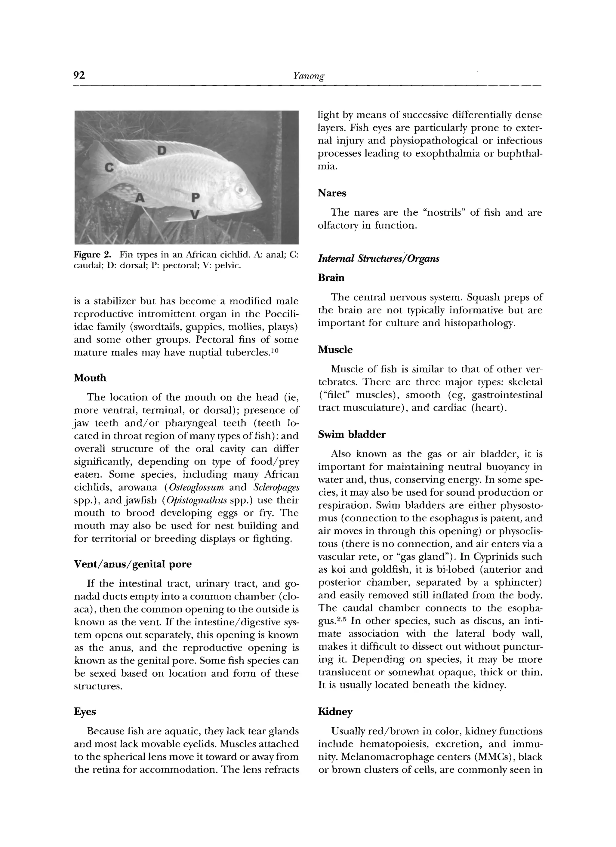 Necropsy techniques for fish roy p.e. yanong | PDF