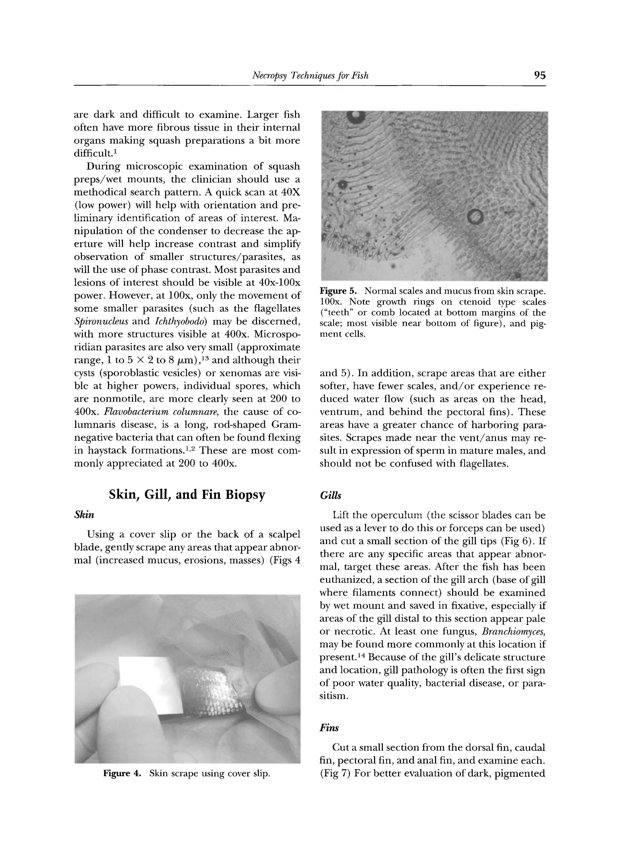 Necropsy techniques for fish roy p.e. yanong | PDF