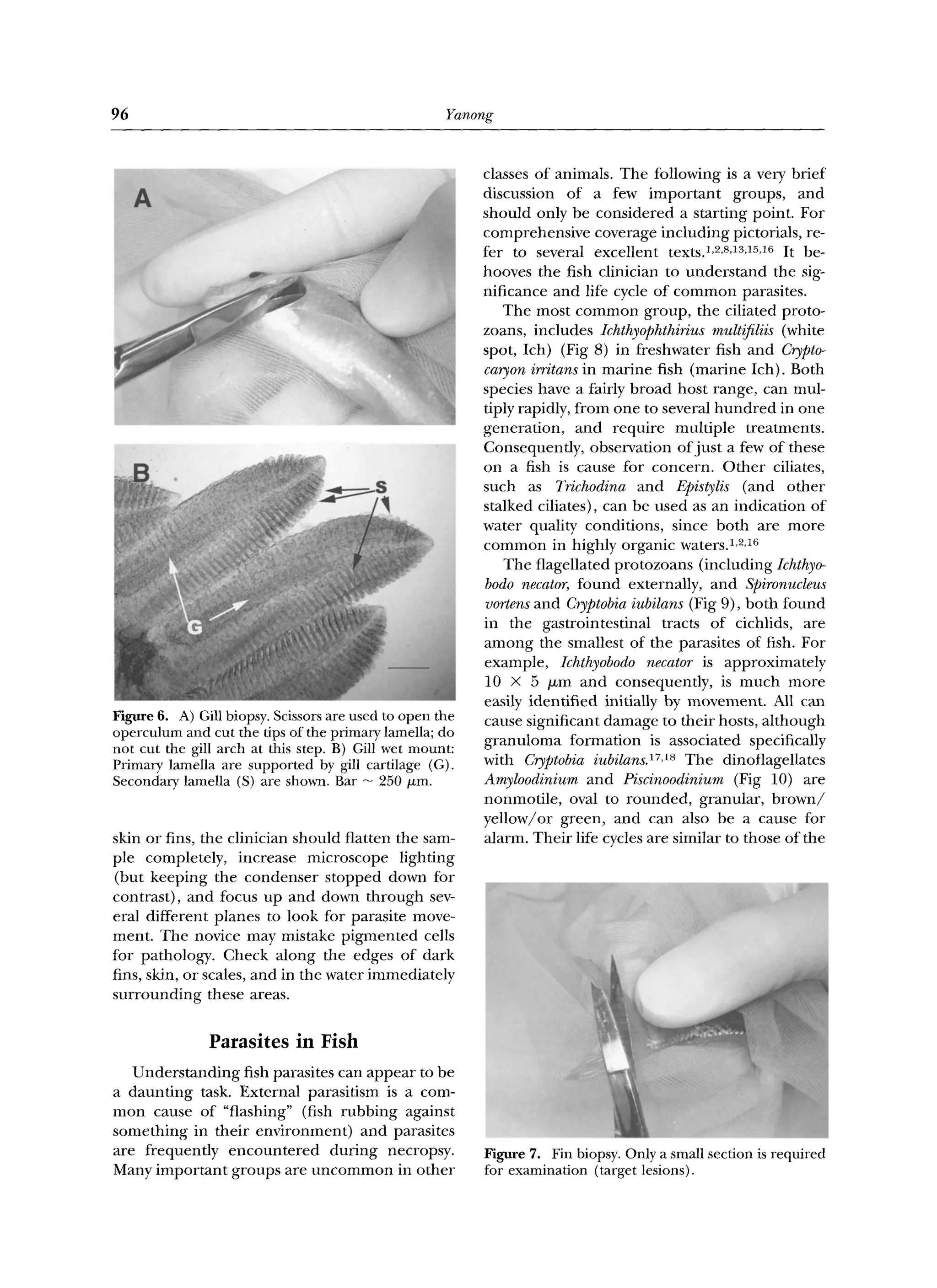 Necropsy techniques for fish roy p.e. yanong | PDF