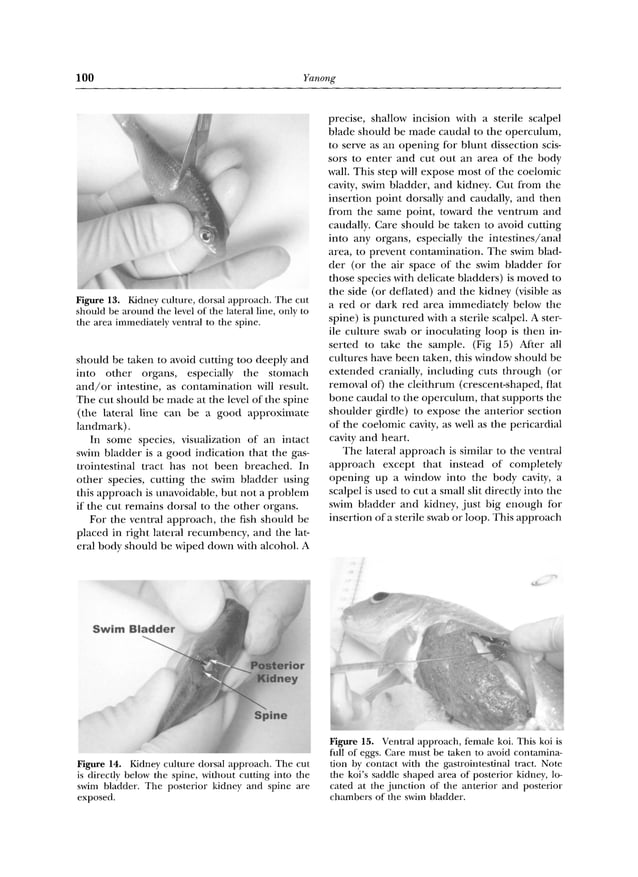 Necropsy techniques for fish roy p.e. yanong | PDF