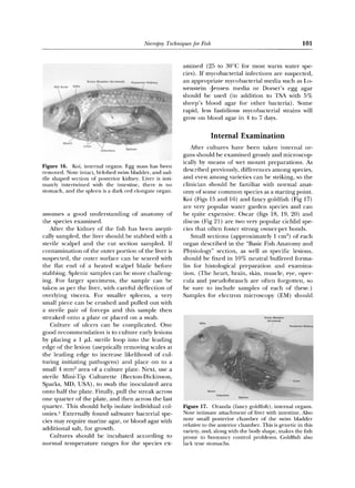 Necropsy techniques for fish roy p.e. yanong | PDF
